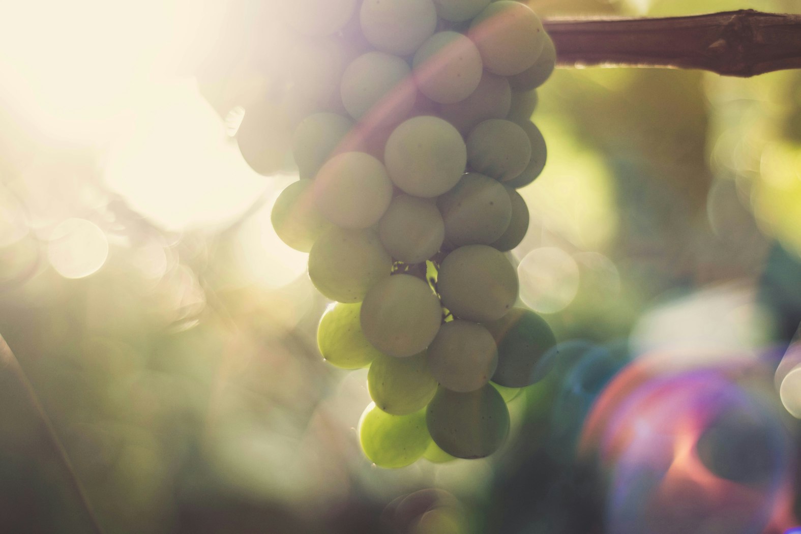 Be with Me Forever: The Sweetness of Life in the Vine | Desiring God