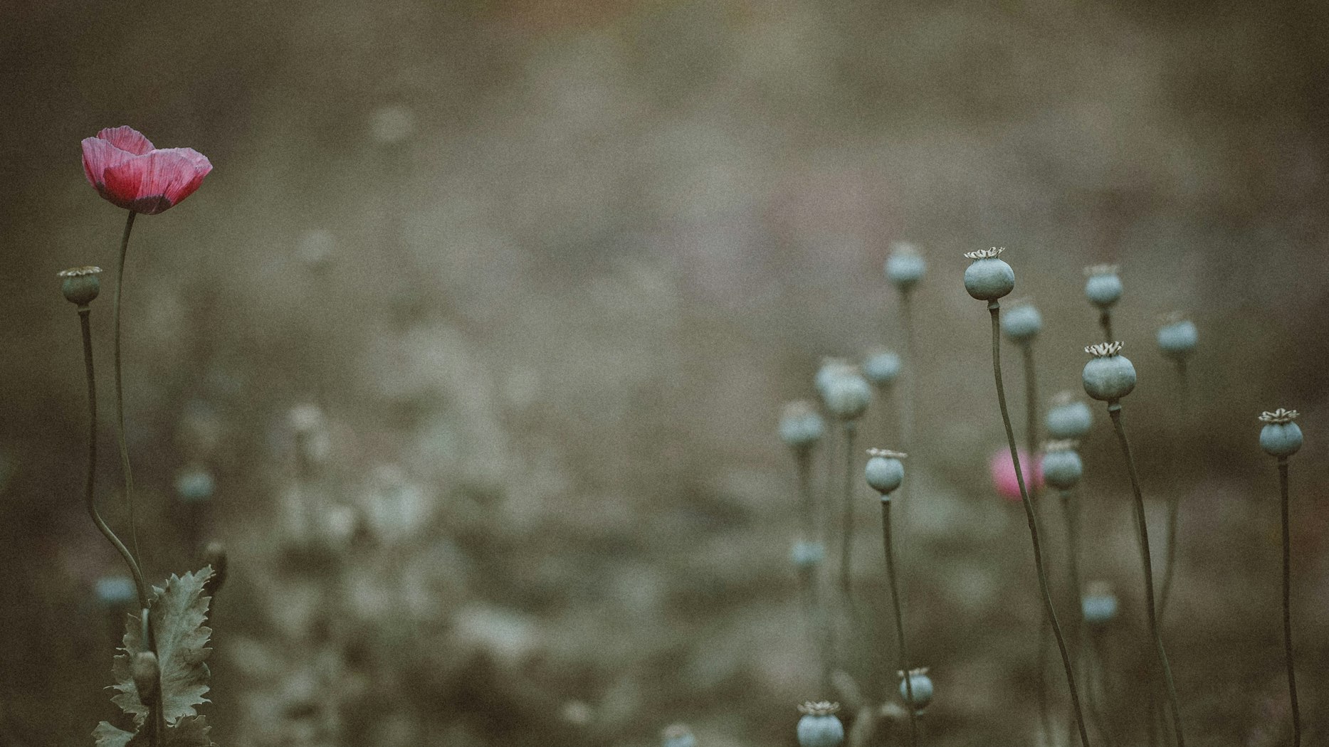 Blessed Are the Persecuted | Desiring God