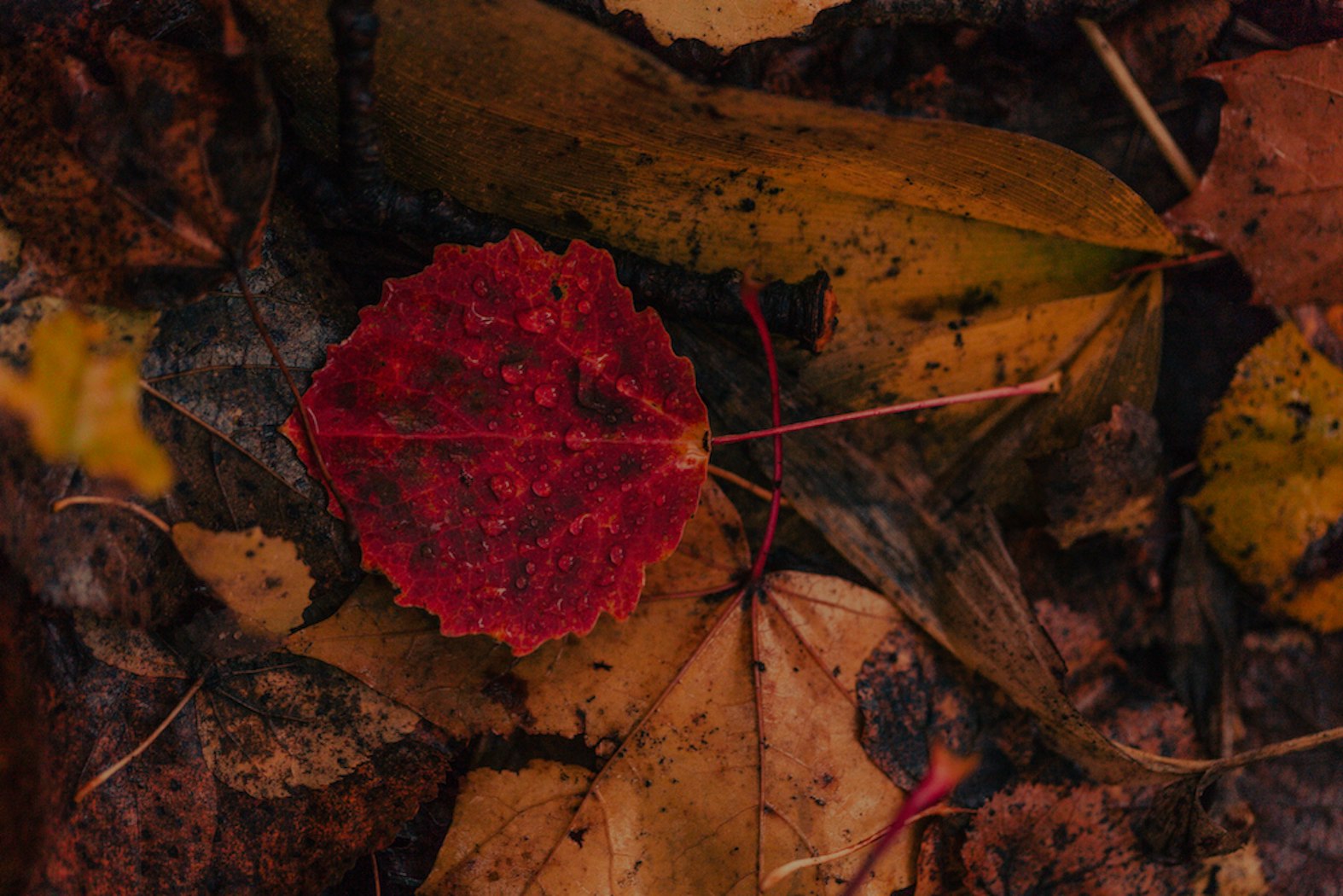 Give Thanks and Give More: A Guide to Joyful Generosity | Desiring God