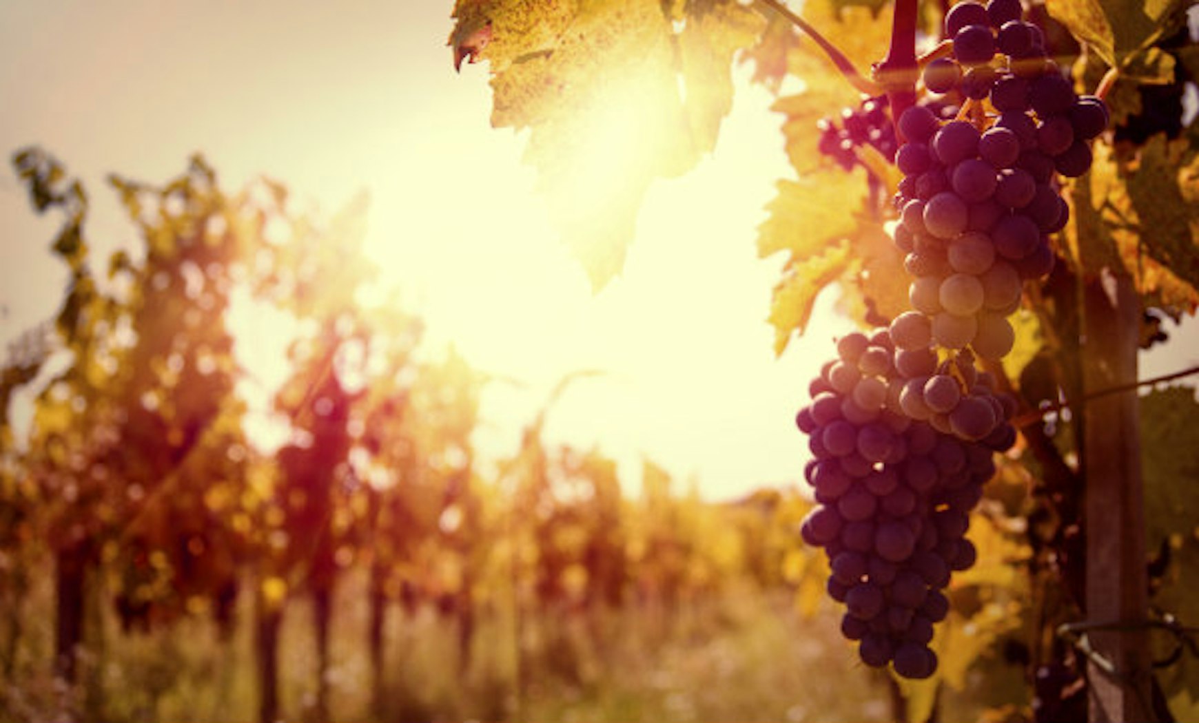 God Loves Good Wine | Desiring God