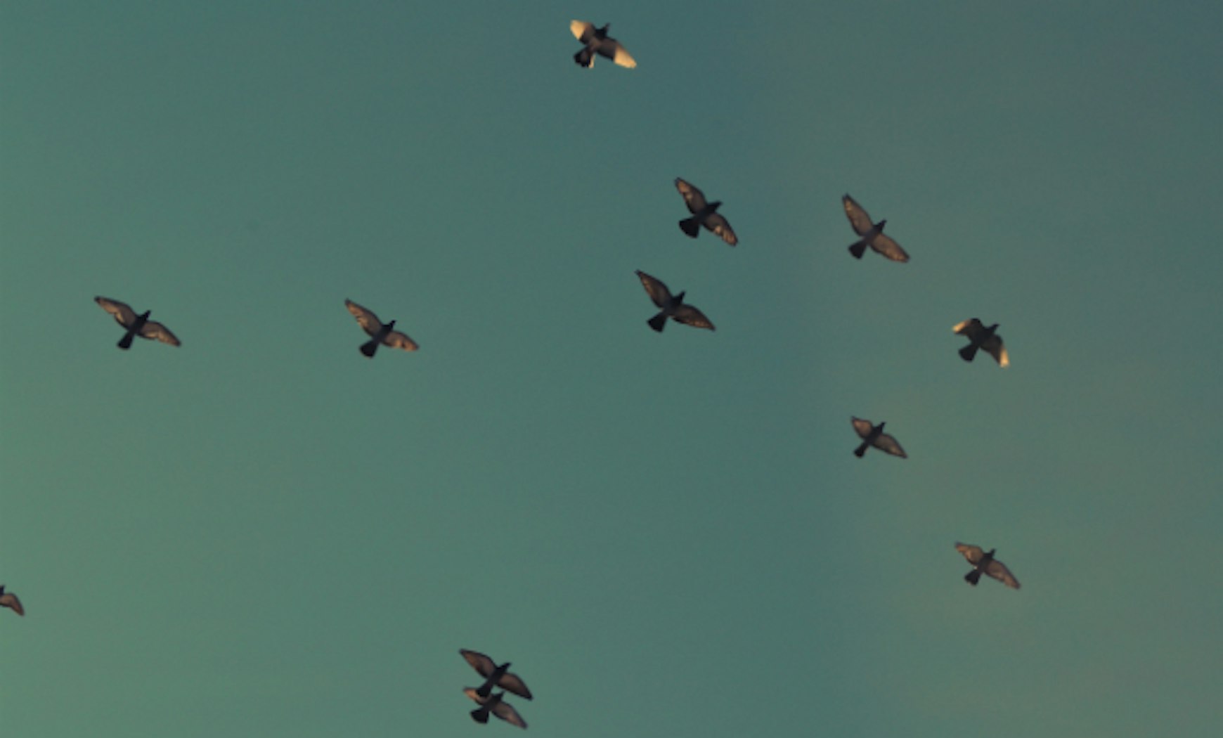 Learn to Fly in the Fellowship | Desiring God