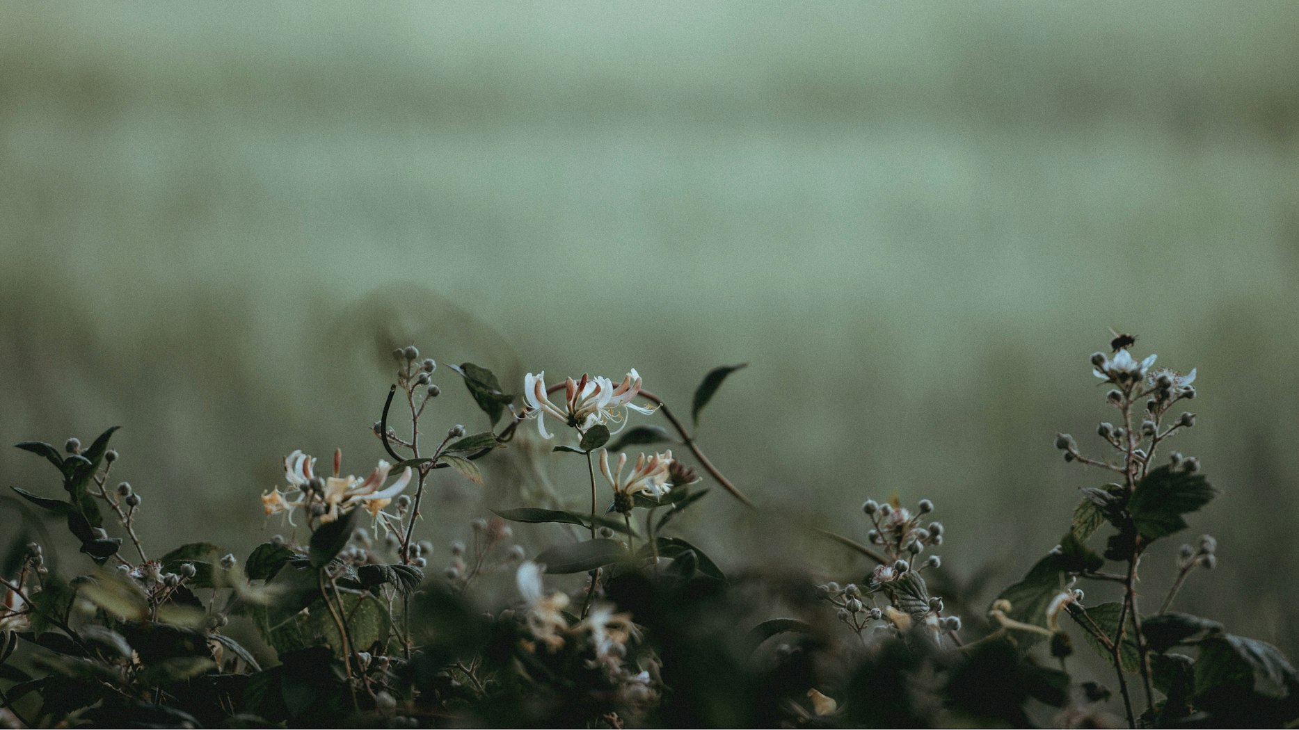Live to Die: A Leader Who Suffers Well | Desiring God