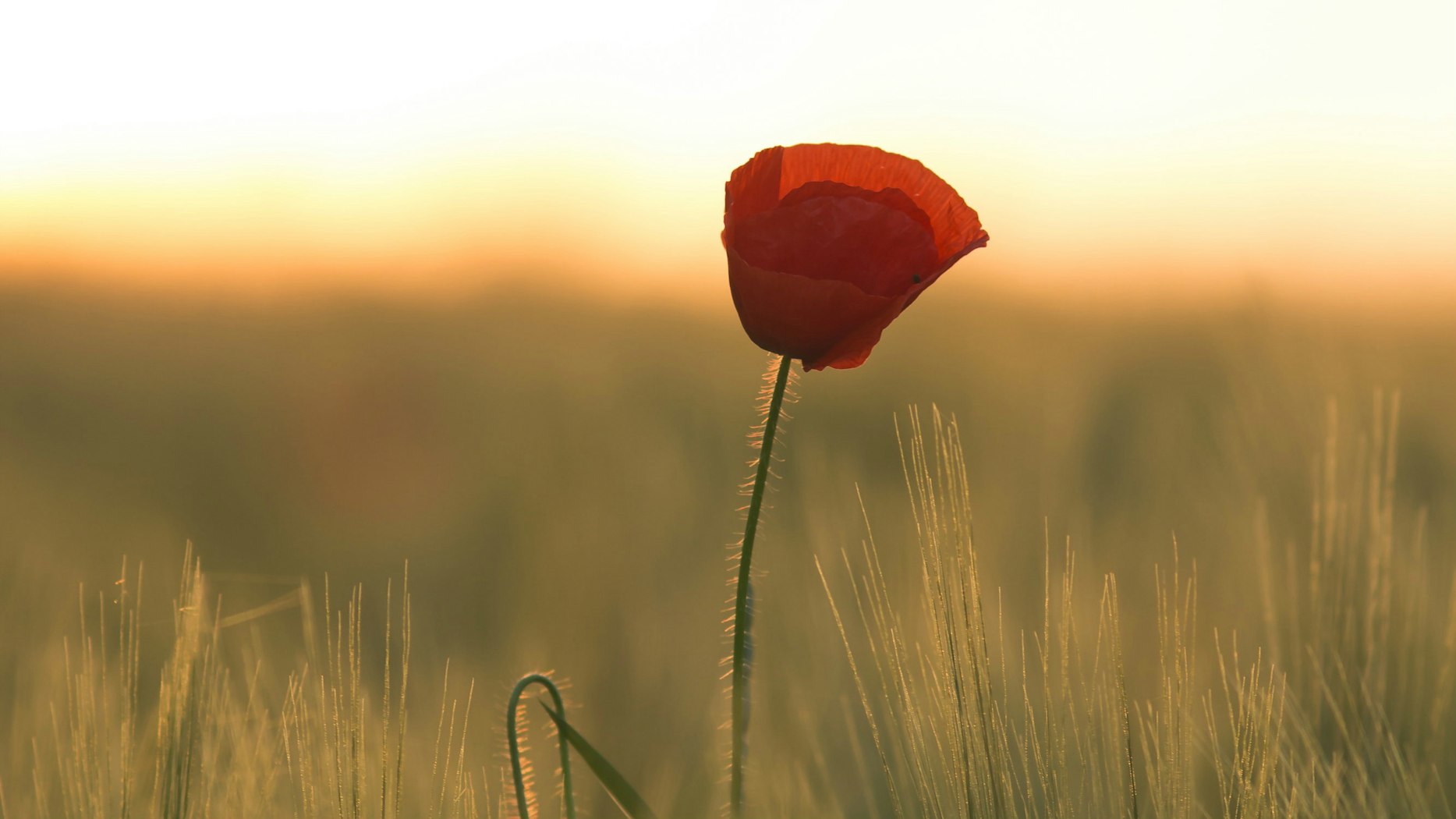 Love Is Not a Verb | Desiring God