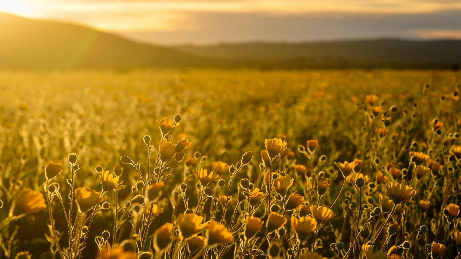 Ruth: Under the Wings of God | Desiring God