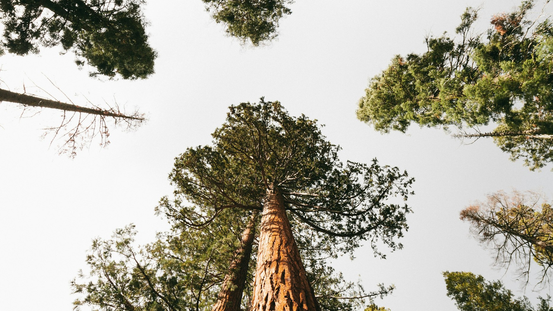 History’s Most Misunderstood Tree: Why Nothing on Earth Will Satisfy ...