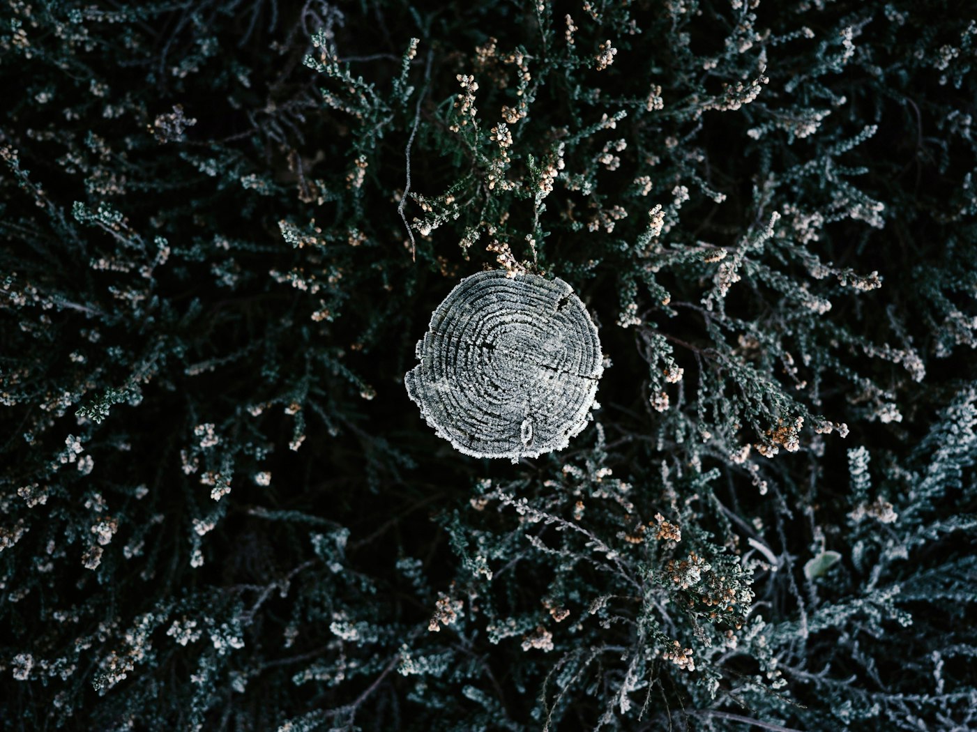 The Roots of Roe Still Grow: Pro-Life Challenges in the New ...