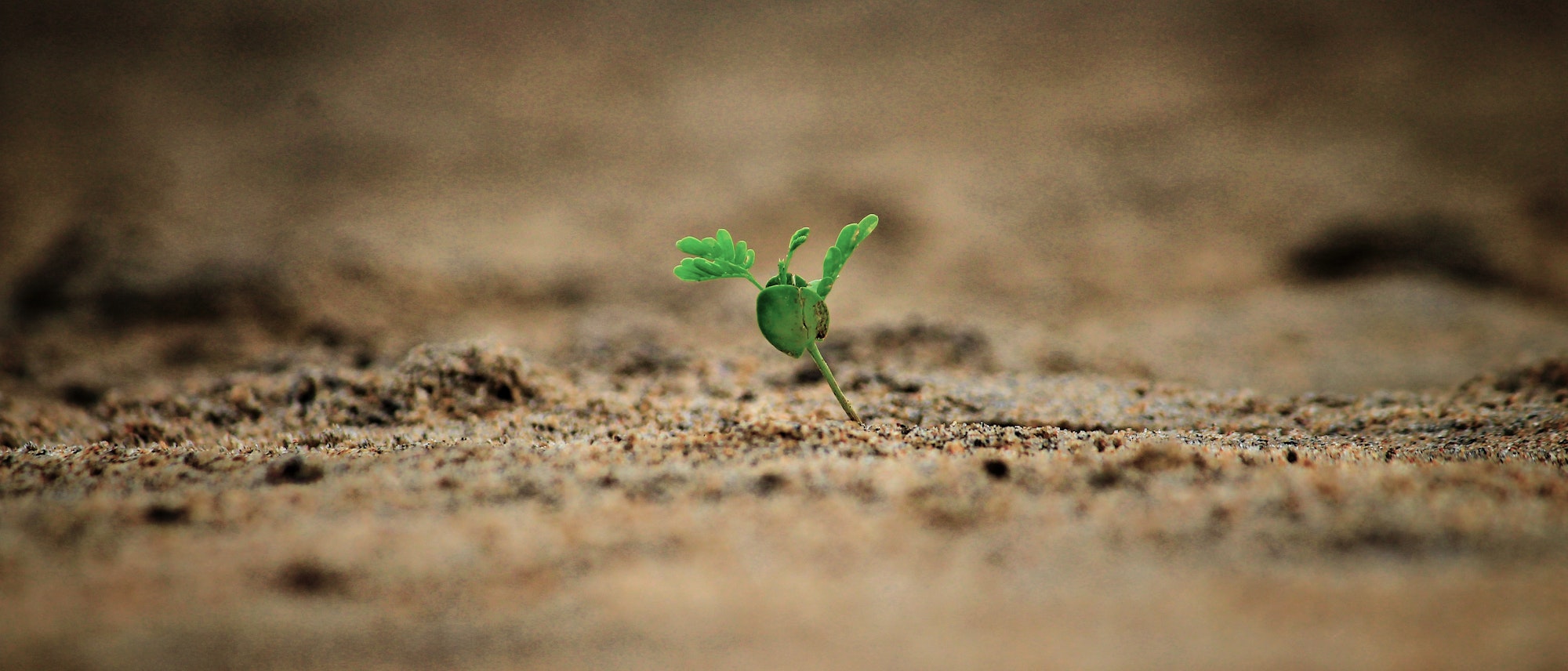 The Seeds None Could Afford: How Martyrs Built the Early Church ...