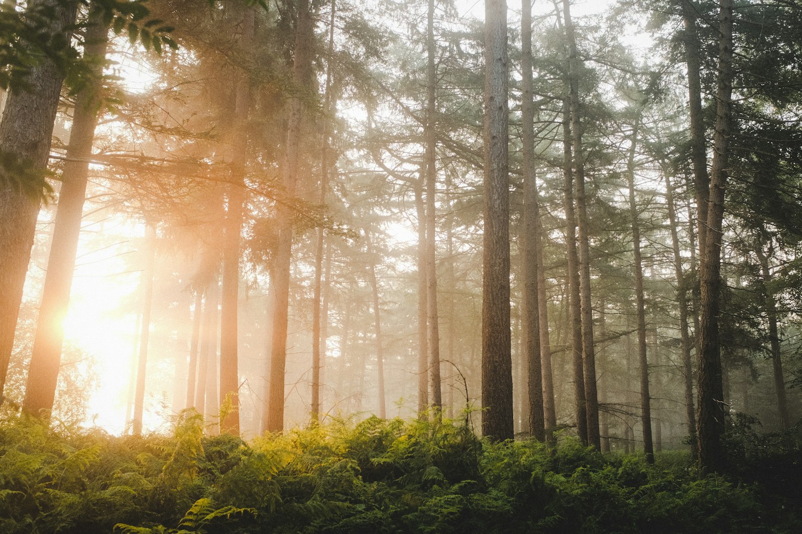 The Seven Heavenly Virtues: An Ancient Framework for Spiritual ...