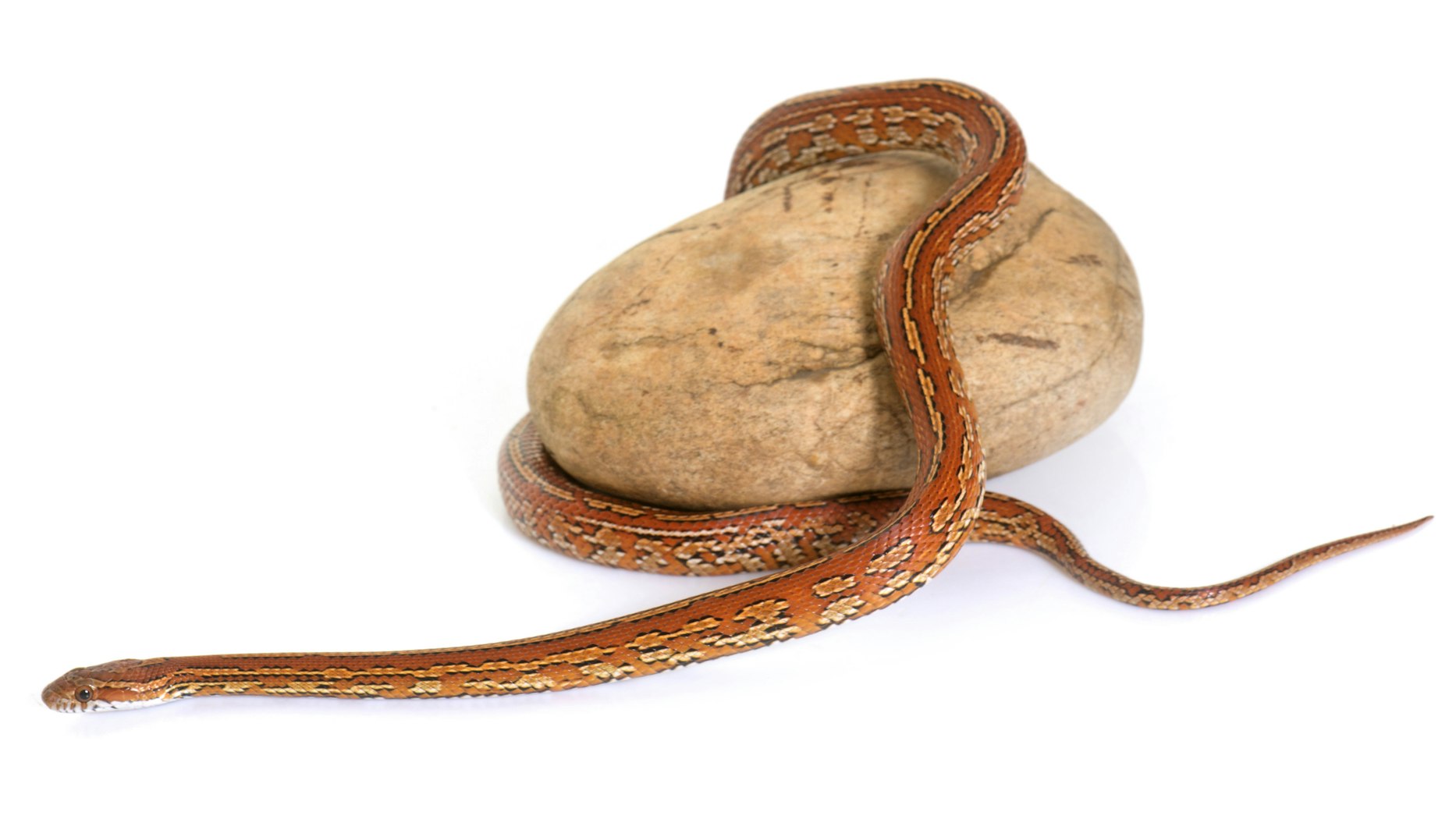 The Stone and the Snake | Desiring God