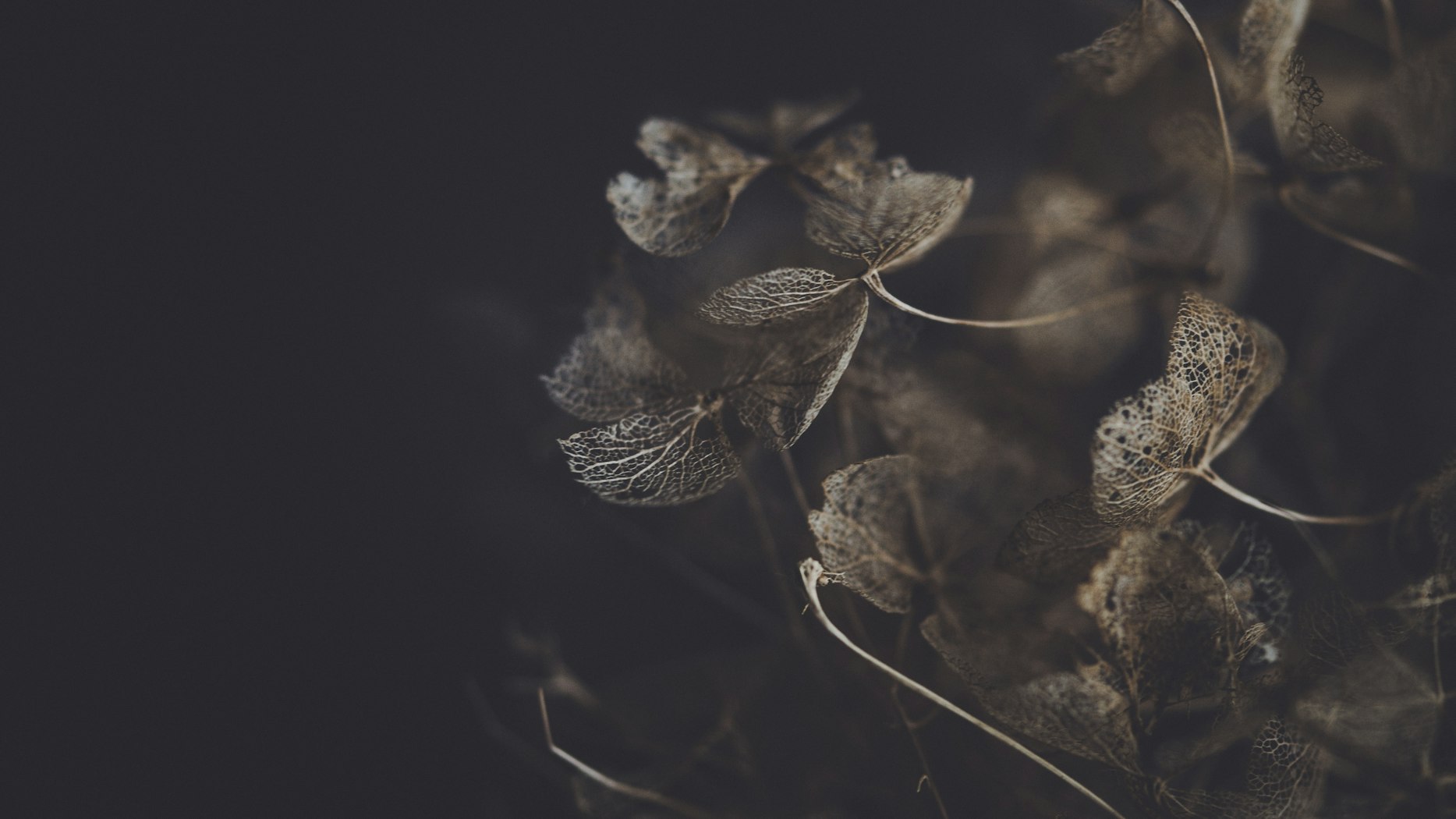 God Awakens Us in the Wilderness | Desiring God