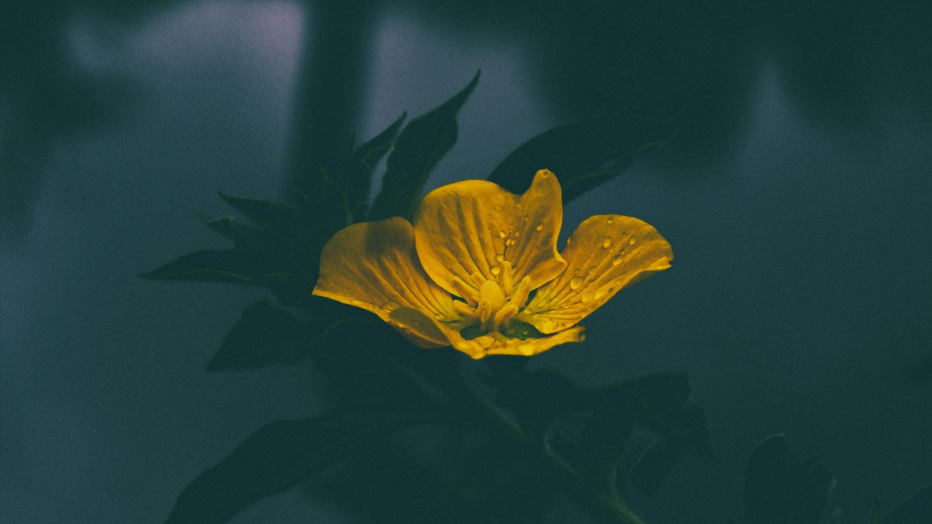 Even When It Hurts: How Christ Reveals Himself in Pain | Desiring God