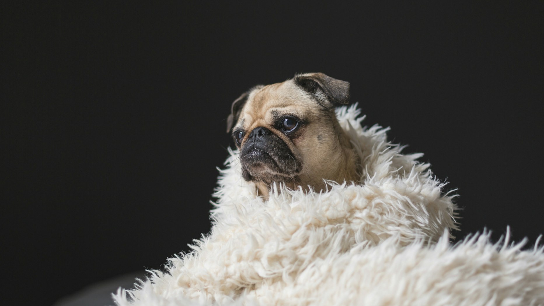 Emotions Make Terrible Gods: Taking Control of Our Feelings | Desiring God